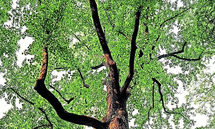 Green Bengaluru: BDA withdraws proposal to cut 184 trees in HSR Layout ...