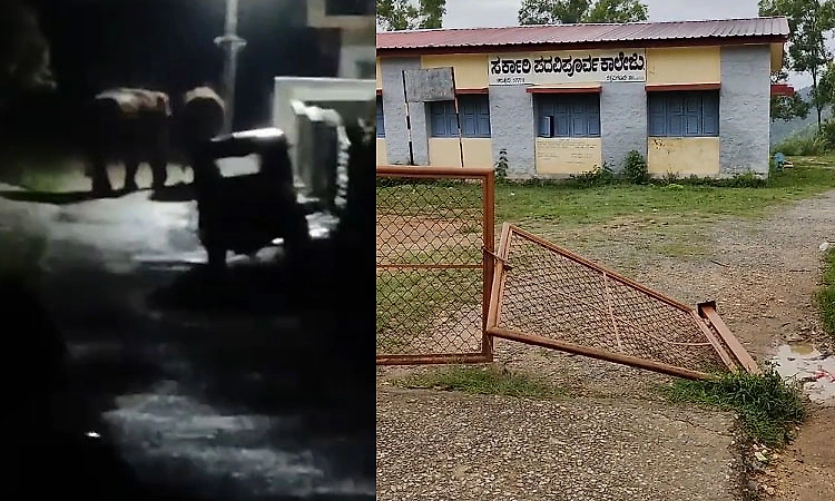 Two wild elephants enter Aldur town, trigger panic among residents ...