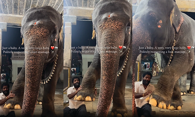 Baby elephant insists on a leg massage from its mahout; adorable video ...