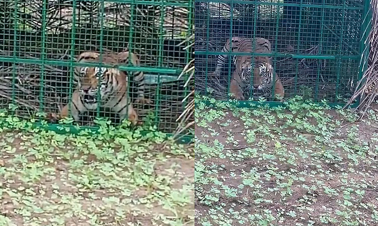 Hunsur: Elusive tiger finally trapped, bringing relief to villagers ...