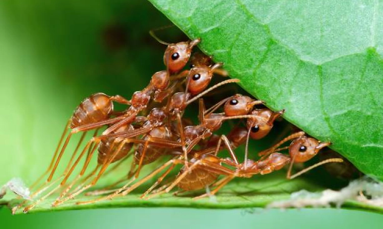 In ant colony, queen isn’t in charge. So who is? | Udayavani - Latest ...