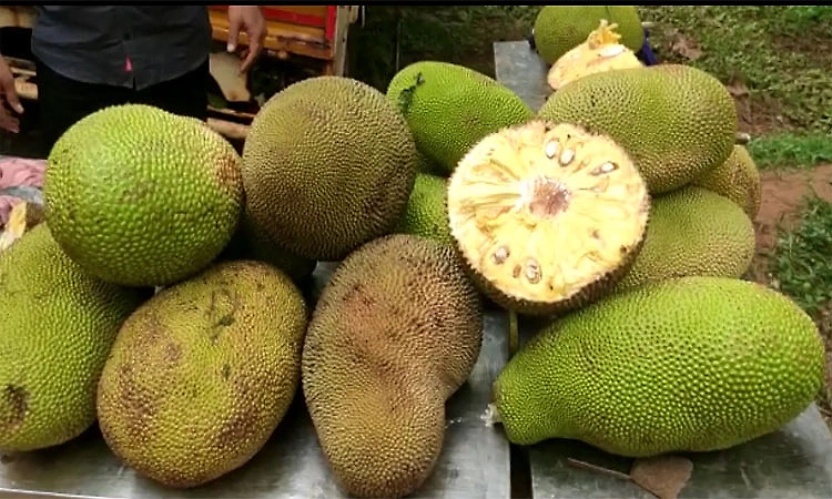 Jackfruit and fruit fair inaugurated in Brahmavar; aromatic delicacies ...