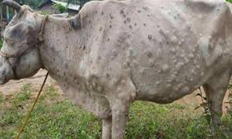 Monsoon approaching: Be cautious about lumpy skin disease in cattle ...