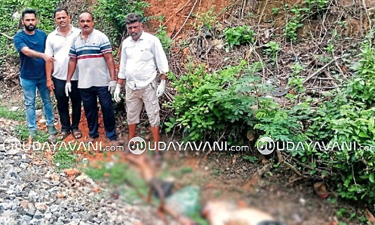 Kaup: 65-year-old man dies by suicide after throwing himself under ...