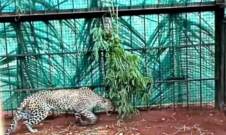 Leopard that killed boy near MM Hills captured after 14 days ...