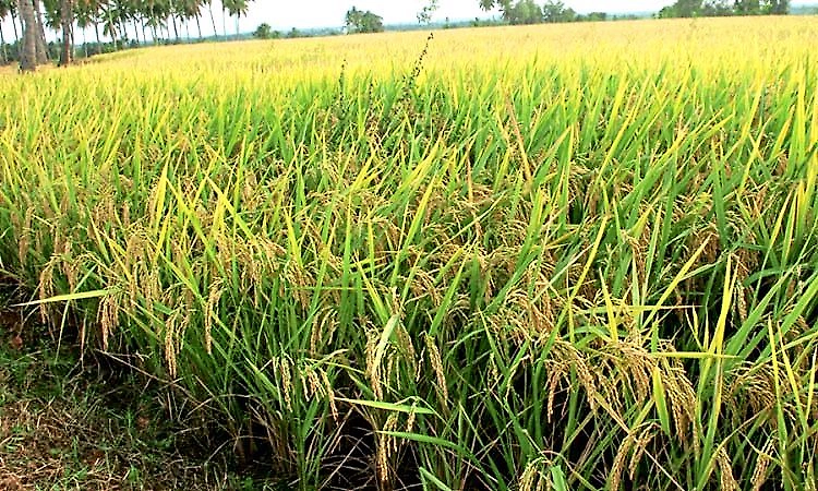 Mangaluru: Target of 1,000 acres of paddy cultivation in DK district ...