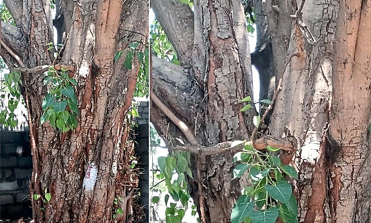 184 trees under threat in HSR Layout as BDA plans new commercial ...